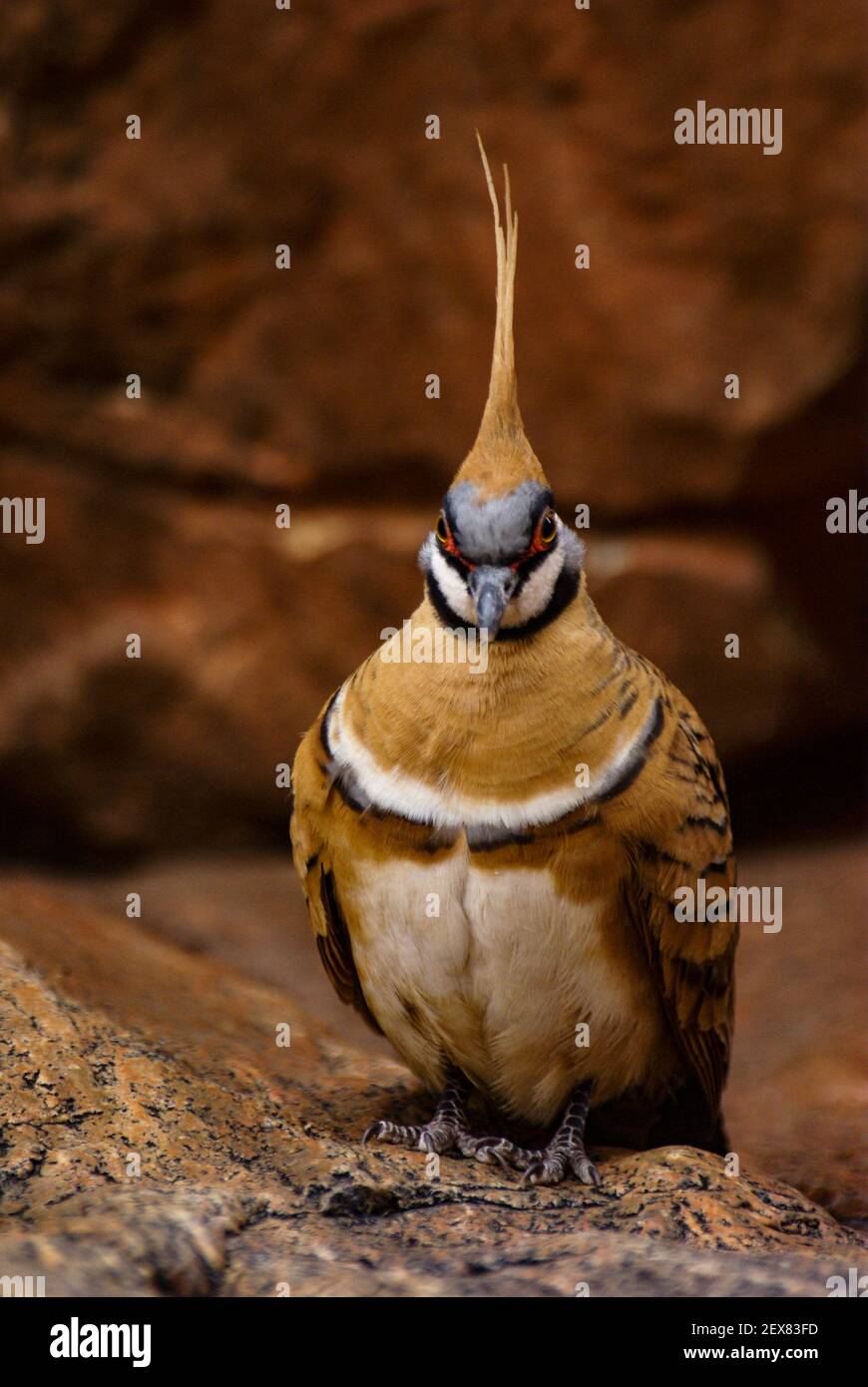 Geophaps plumifera hi-res stock photography and images - Alamy