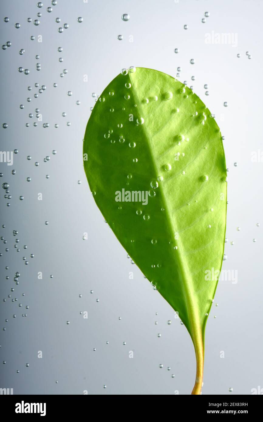 Drip leaf light hi-res stock photography and images - Alamy