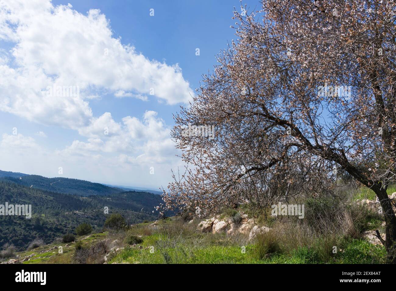 Blooming wild almond tree against the background of hills covered with ...