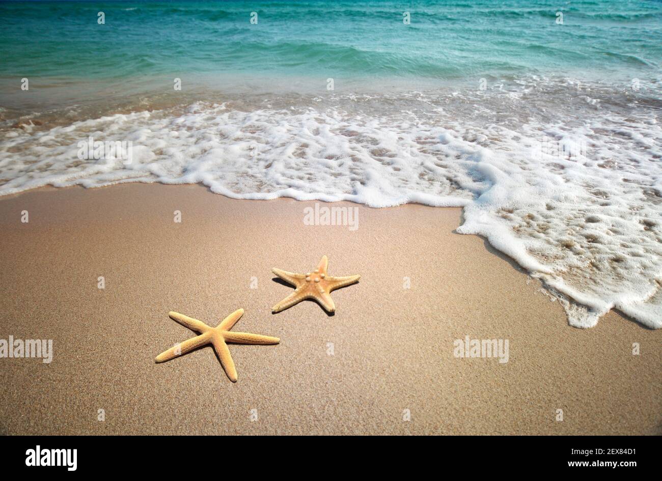 Two starfish on a beach Stock Photo - Alamy