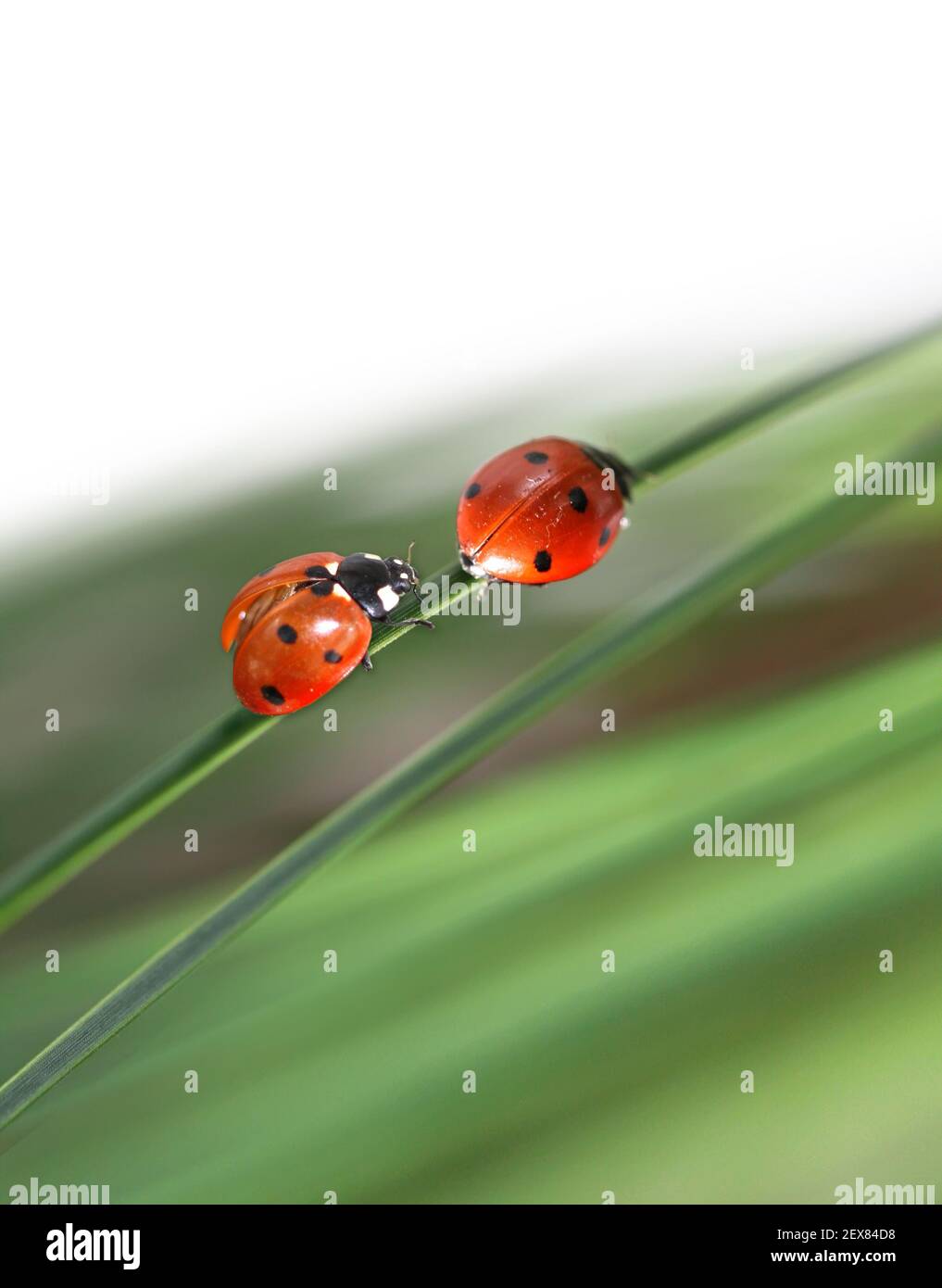 Ladybug and grass Stock Photo - Alamy