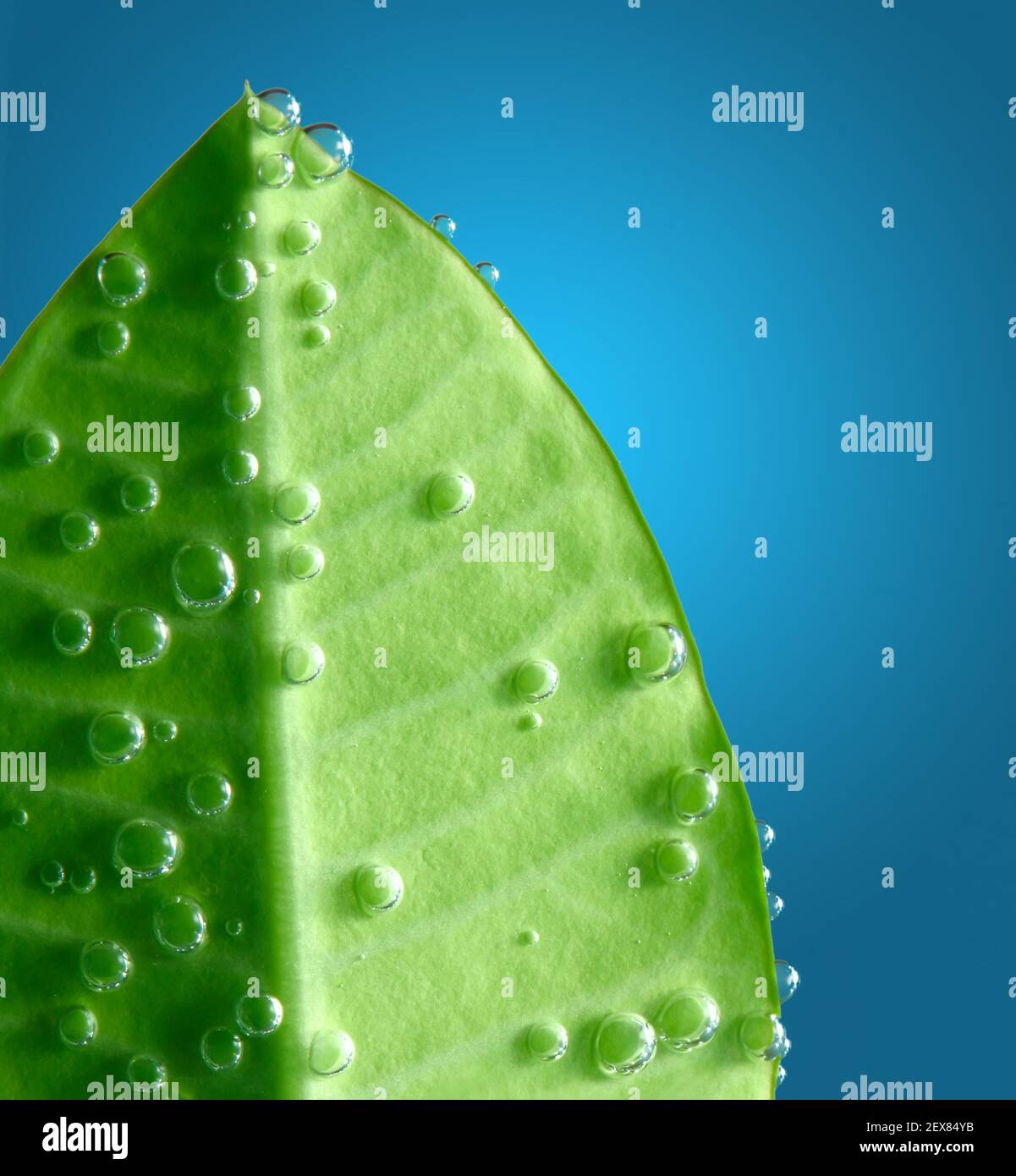 Drip leaf light hi-res stock photography and images - Alamy