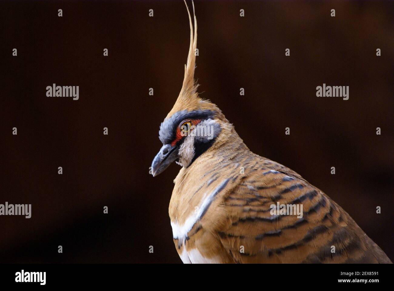 Closeup of spinifex pigeon, Geophaps plumifera, dove in natural habitat ...