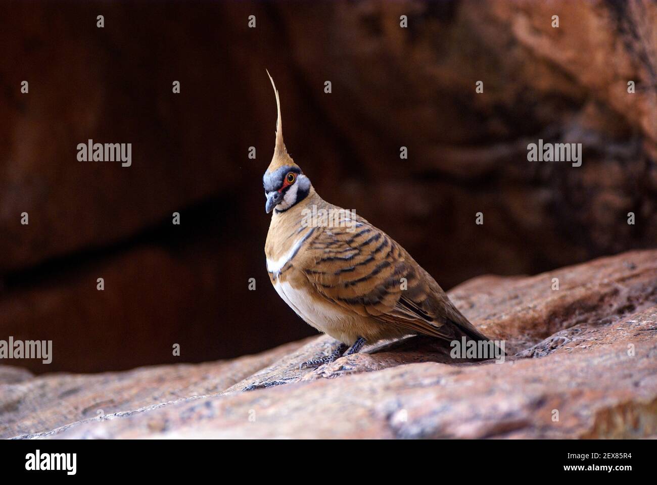 Spinifex pigeon, Geophaps plumifera, dove in natural habitat, West ...