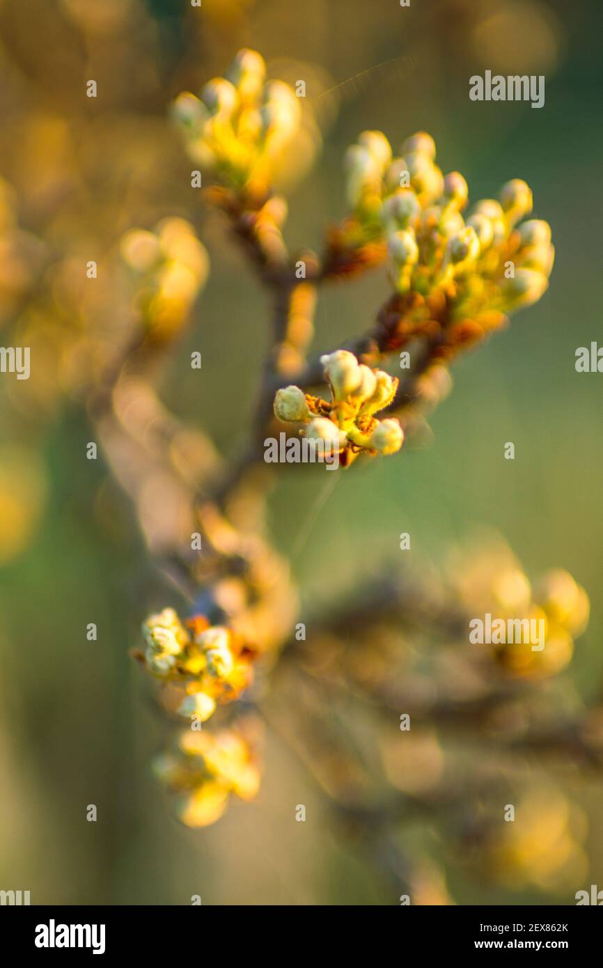 Cleveland pear tree hi-res stock photography and images - Alamy