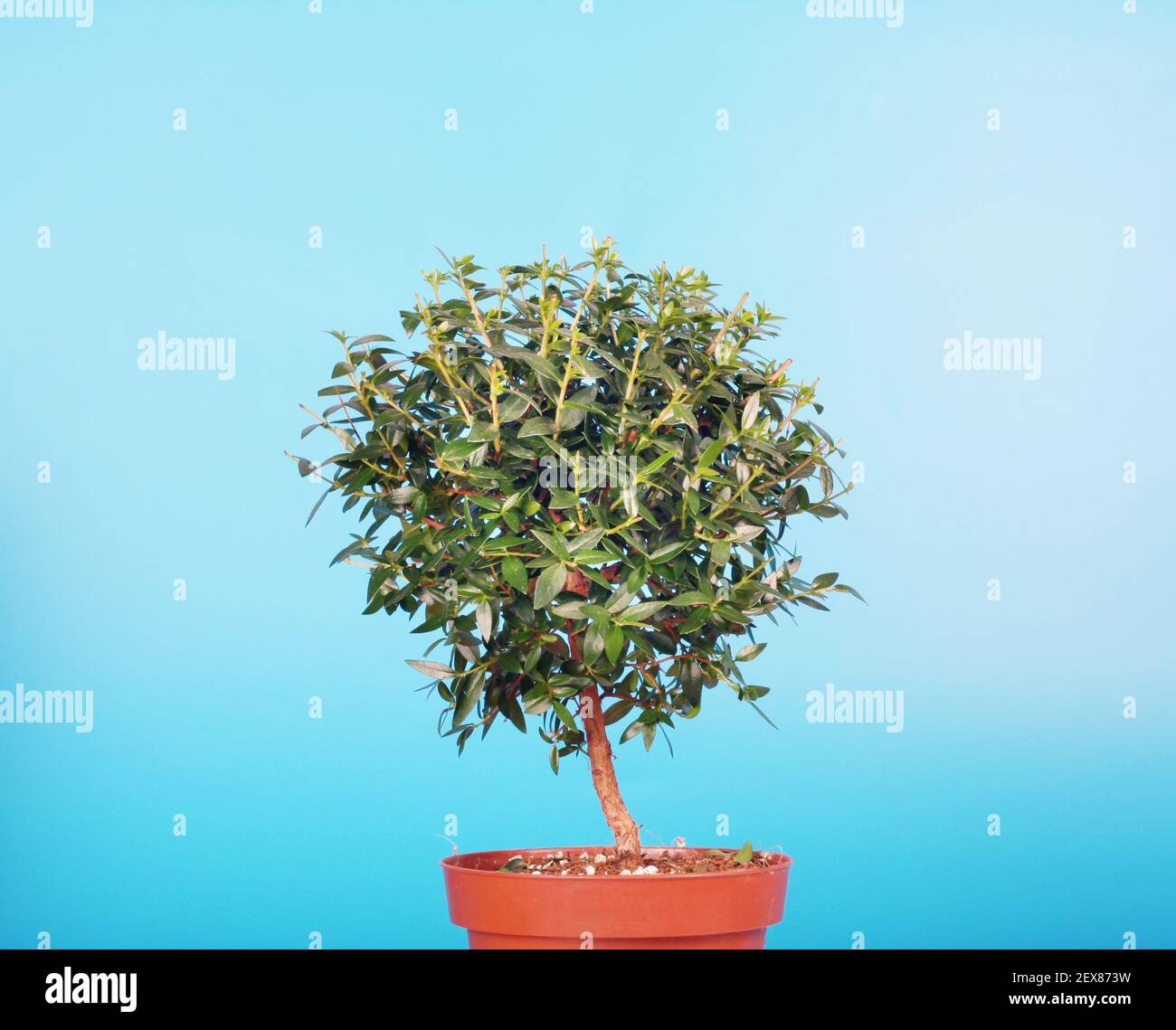 Myrtle tree hi-res stock photography and images - Alamy