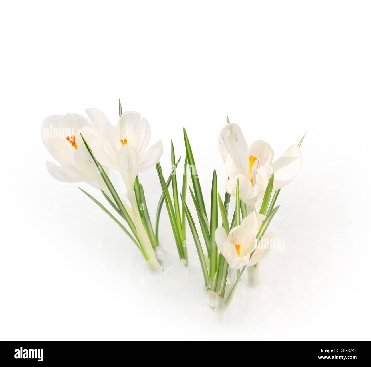 Crocus snow Cut Out Stock Images & Pictures - Alamy