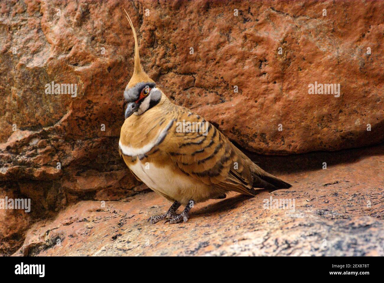 Spinifex pigeon, Geophaps plumifera, dove in natural habitat, West ...