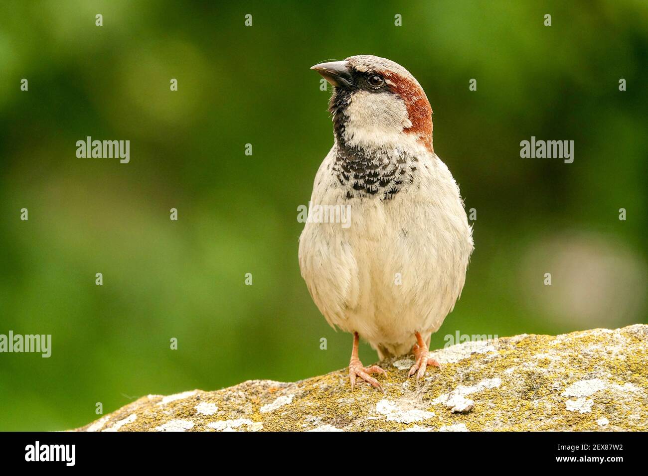 Passer domesticus male house sparrow front view Stock Photo - Alamy