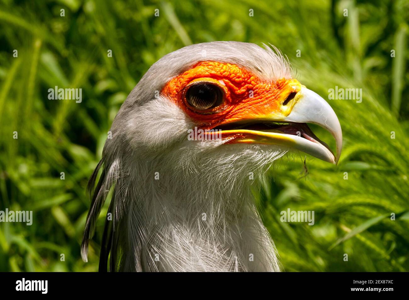 Secretarybird or secretary bird Sagittarius serpentarius beak eye Stock ...