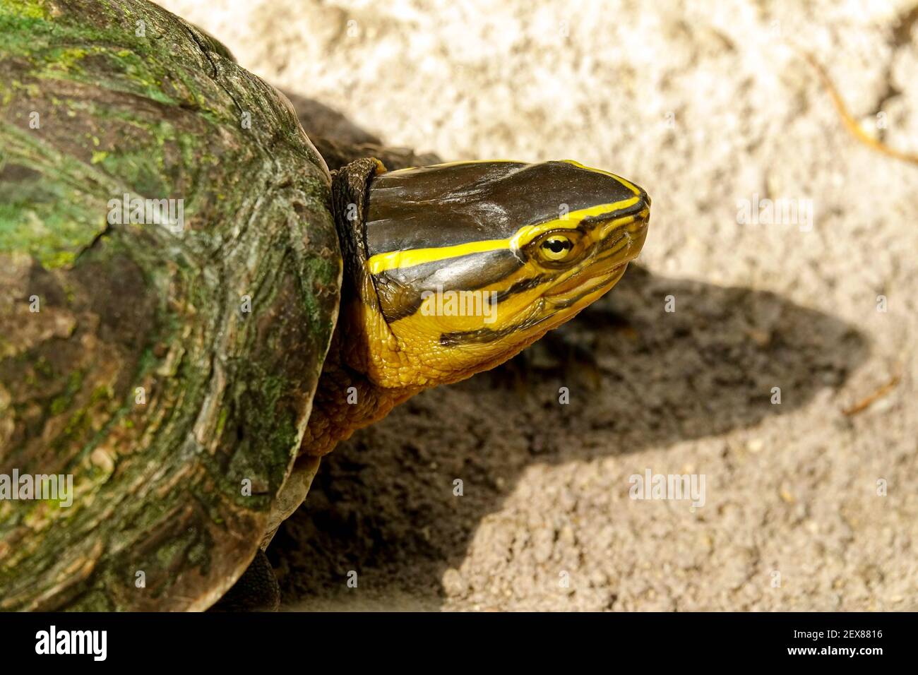 Cuora amboinensis Amboina box turtle Stock Photo - Alamy
