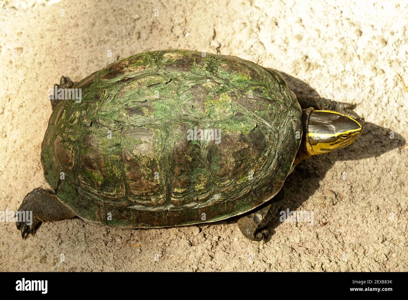 Amboina box turtle cuora amboinensis malayan box turtle hi-res stock ...