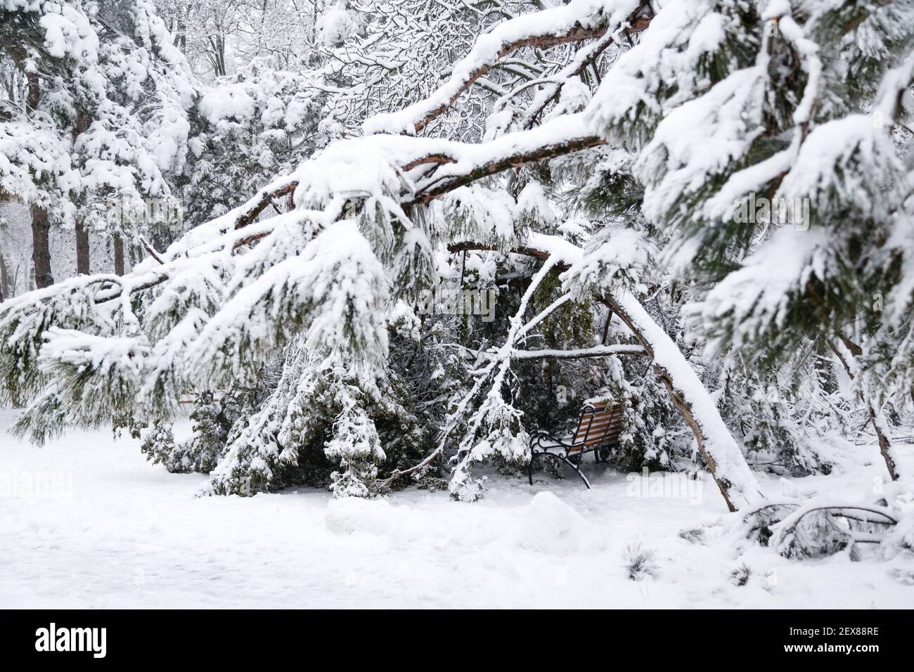 Falling fir and pine trees after sleet load and snow at snow-covered ...
