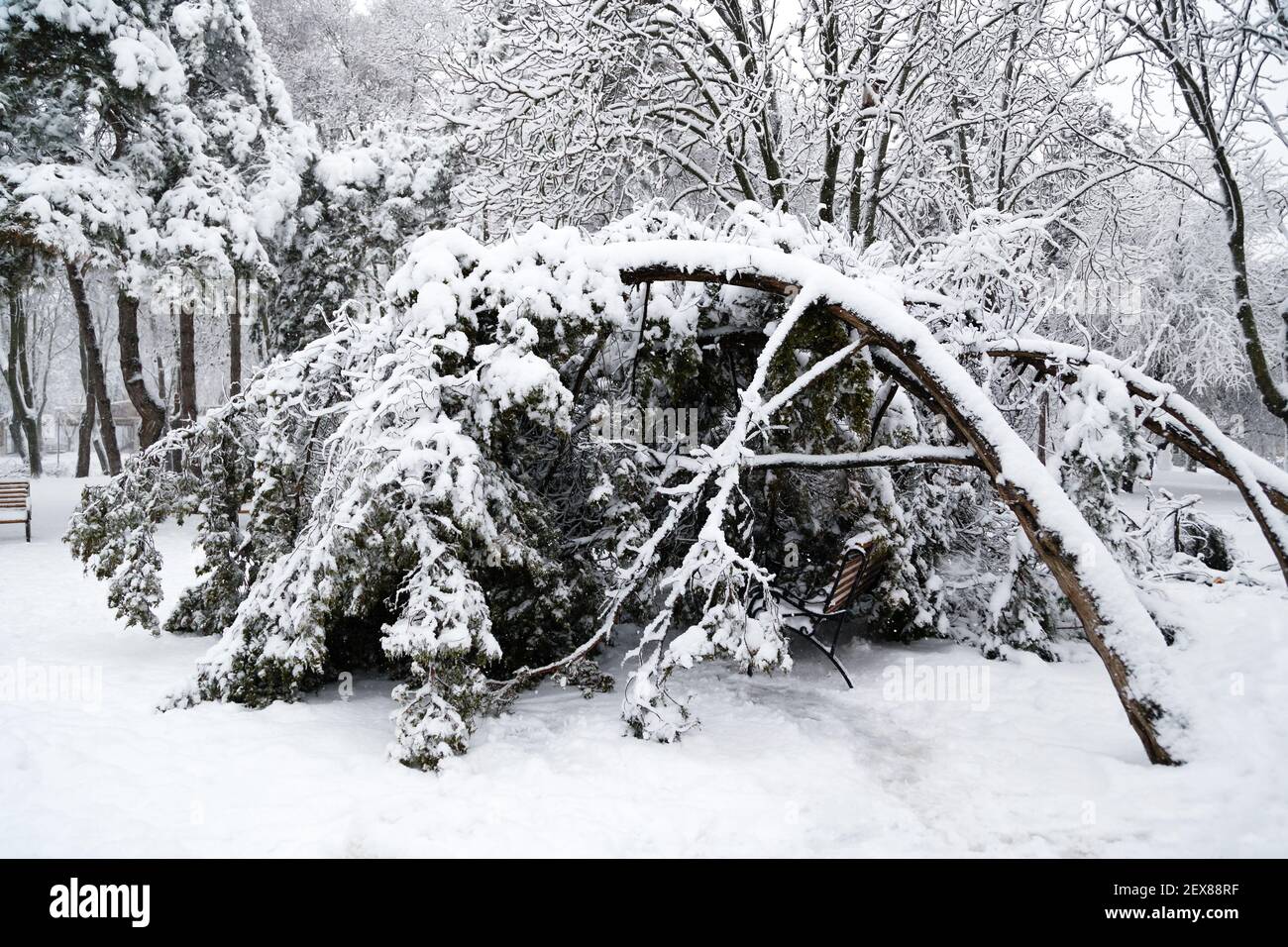 Falling fir and pine trees after sleet load and snow at snow-covered ...