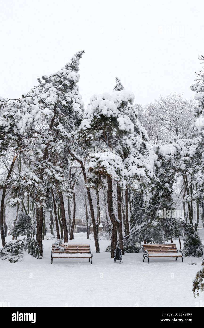 Falling fir and pine trees after sleet load and snow at snow-covered ...