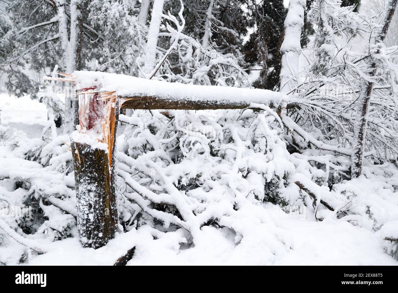 Falling conifer tree after sleet load and snow at snow-covered winter ...
