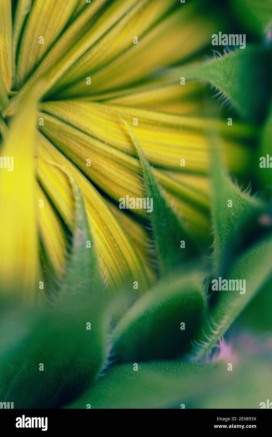 Ray Florets High Resolution Stock Photography and Images - Alamy