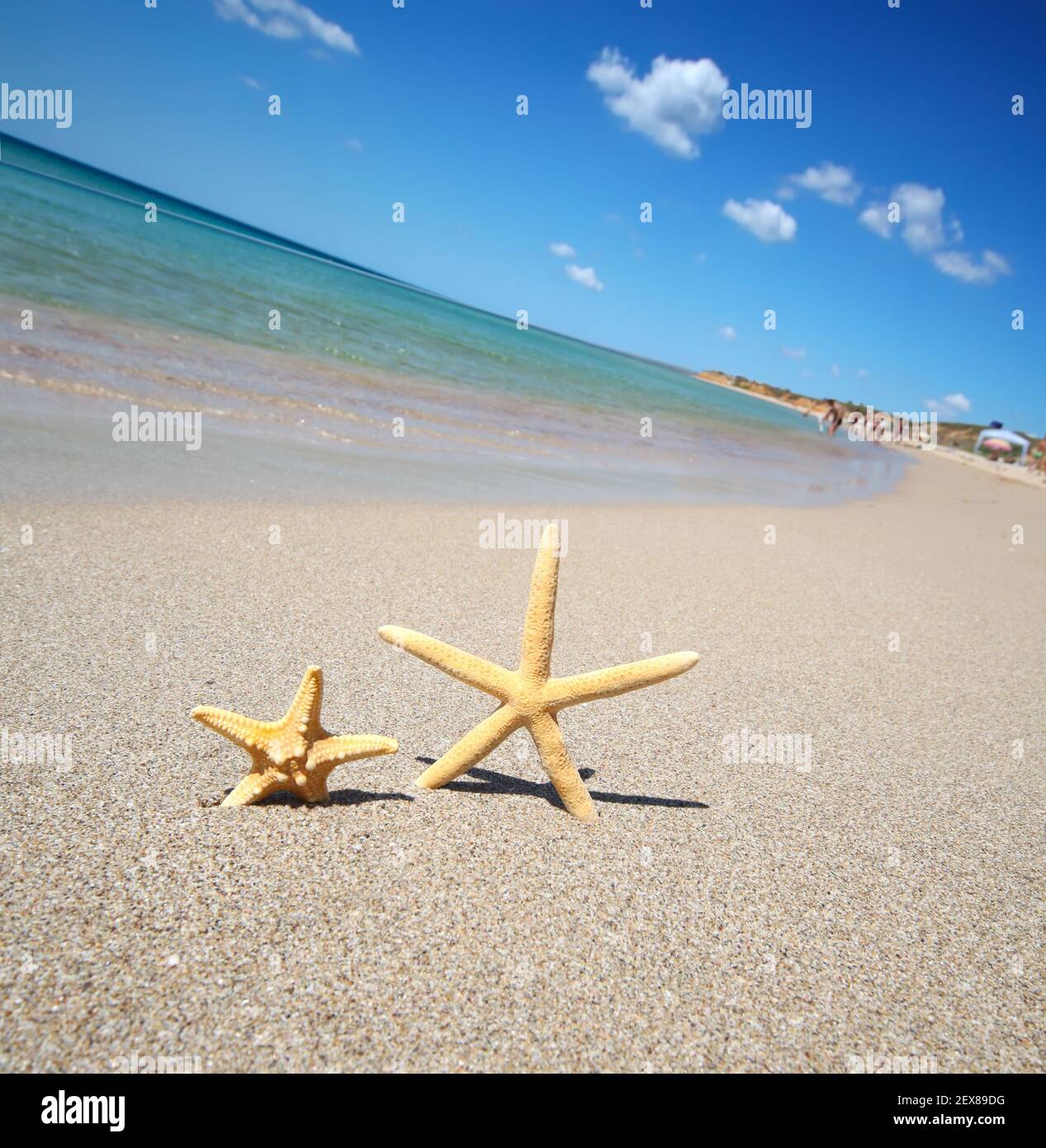 Two starfish on a beach Stock Photo - Alamy