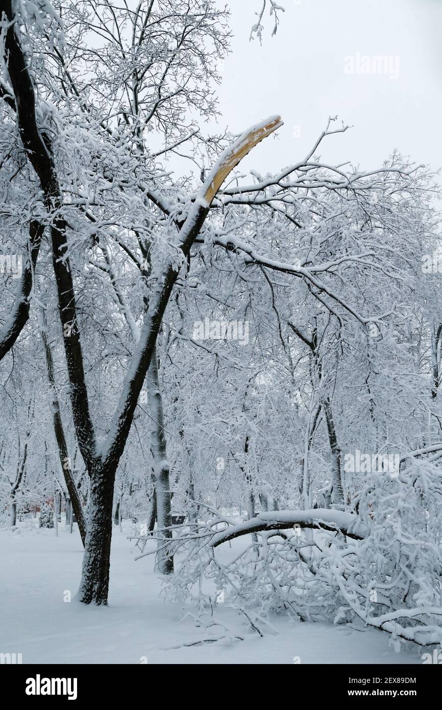 Falling tree after sleet load and snow at snow-covered winter park in a ...
