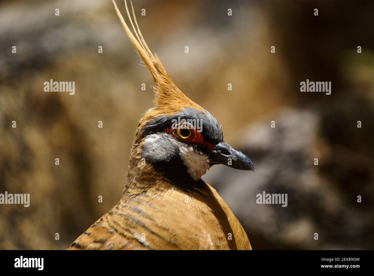 Head of spinifex pigeon, Geophaps plumifera, dove in natural habitat ...