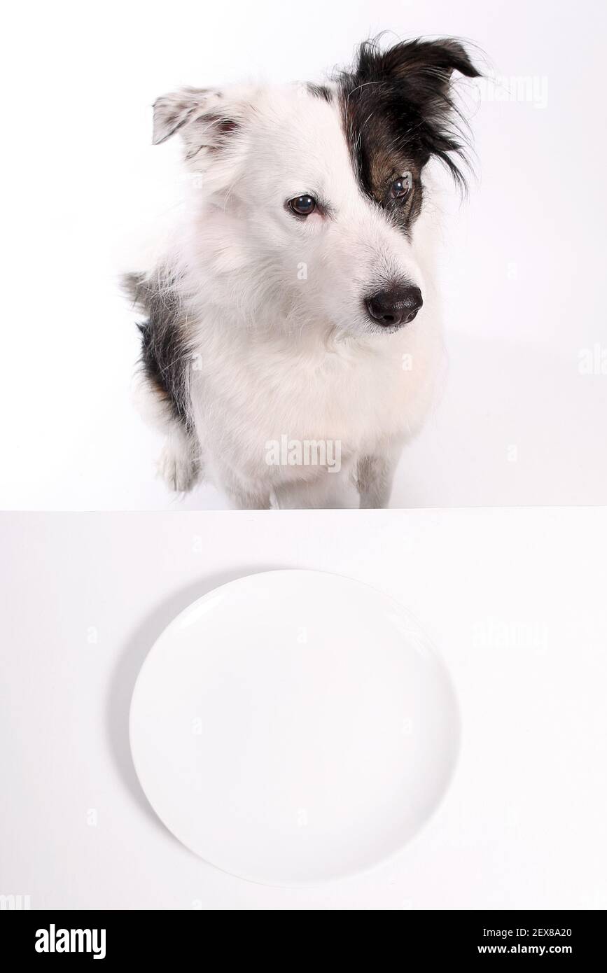 Dog and empty plate Stock Photo - Alamy