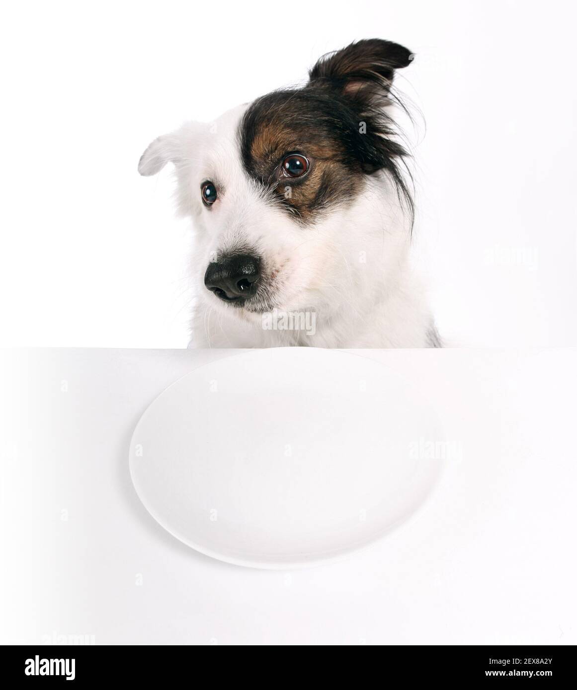 Dog and empty plate Stock Photo - Alamy