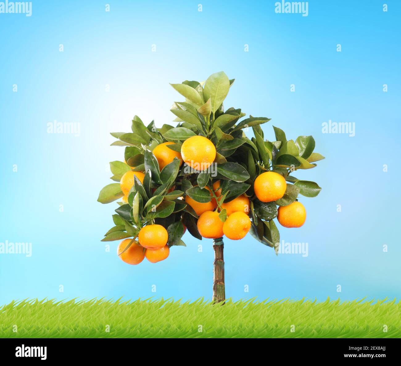 Non drop tree hi-res stock photography and images - Alamy