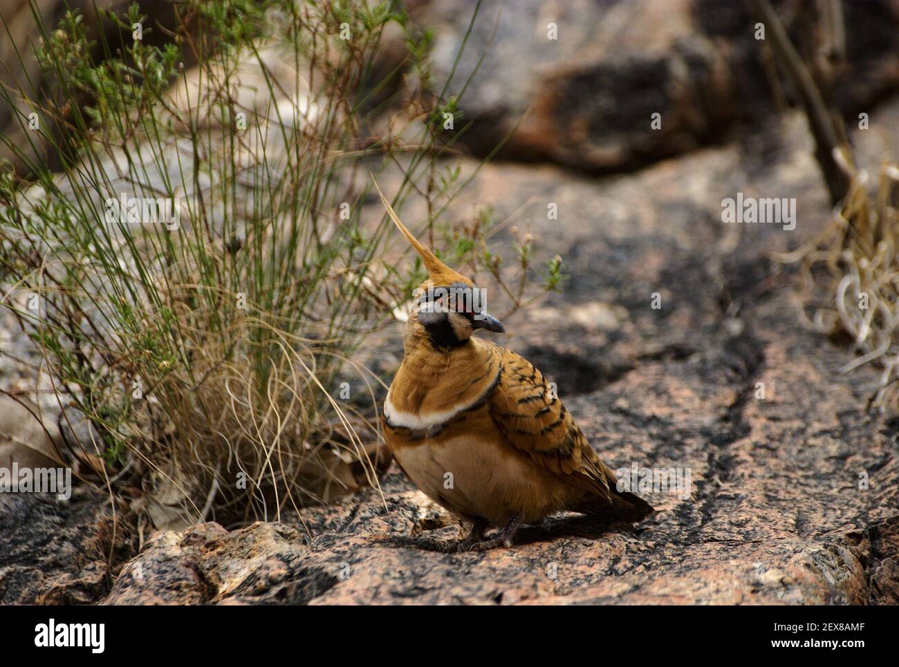 Spinifex pigeon, Geophaps plumifera, dove in natural habitat, West ...
