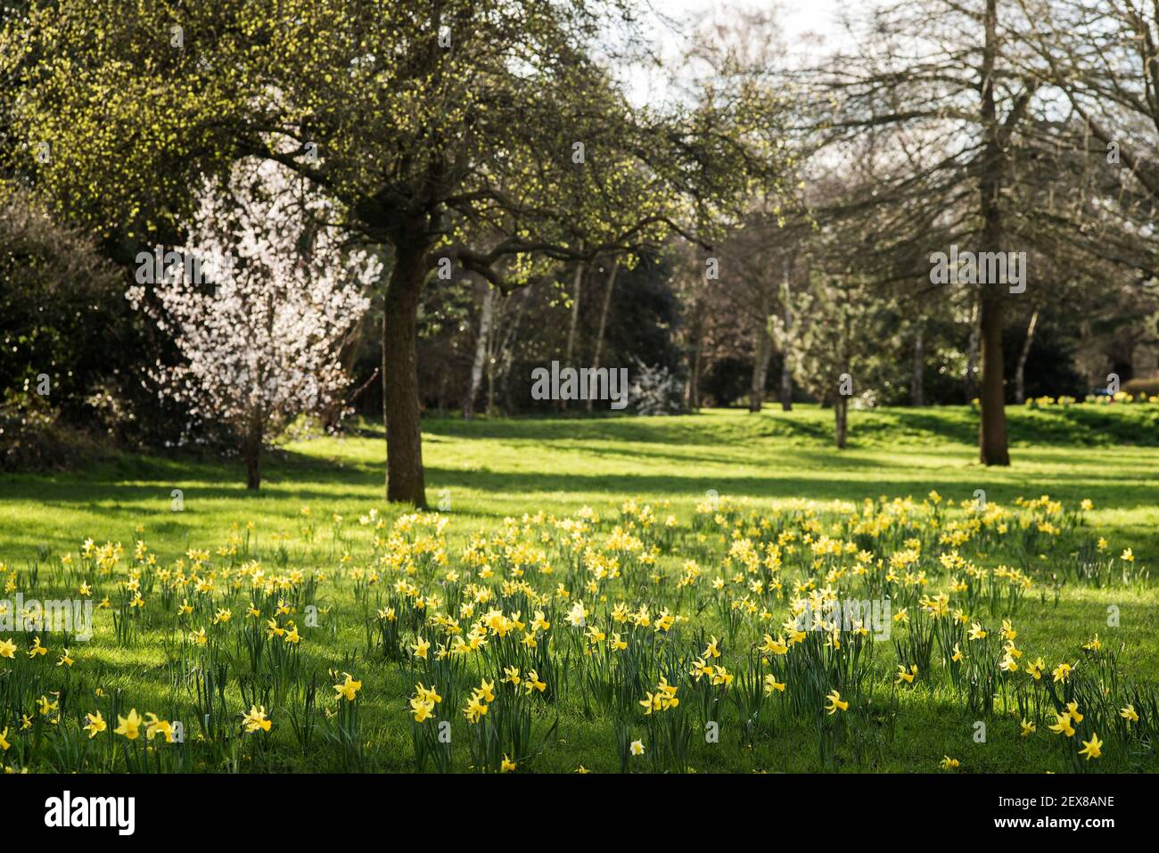 Spring in a London park, drift of yellow Daffodil flowers (aka ...