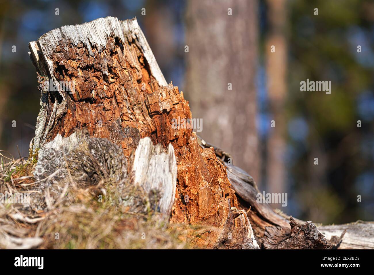 Sun shines on old decaying tree trunk stump, blurred forest trees ...