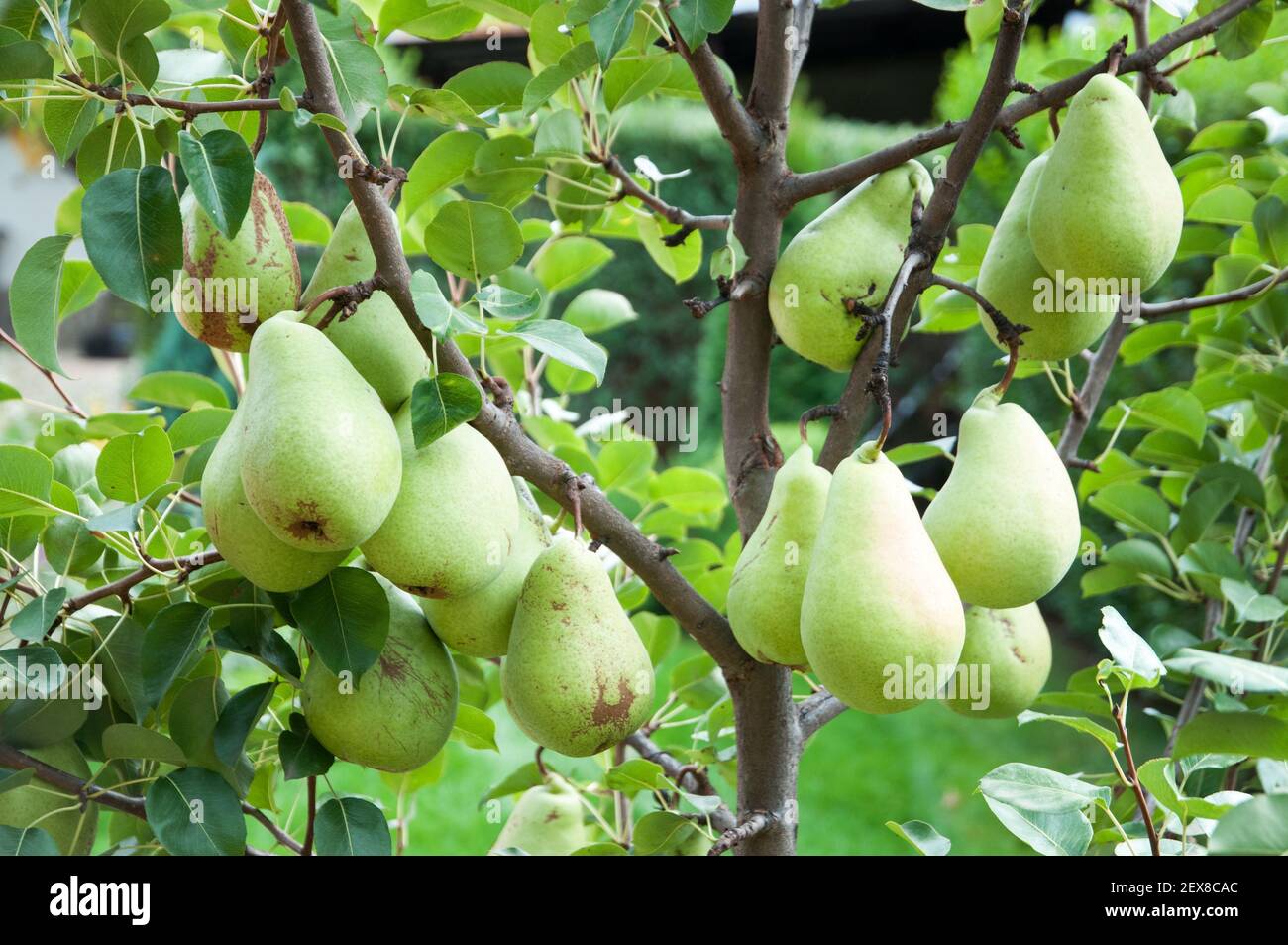 Pear tree small garden hi-res stock photography and images - Alamy