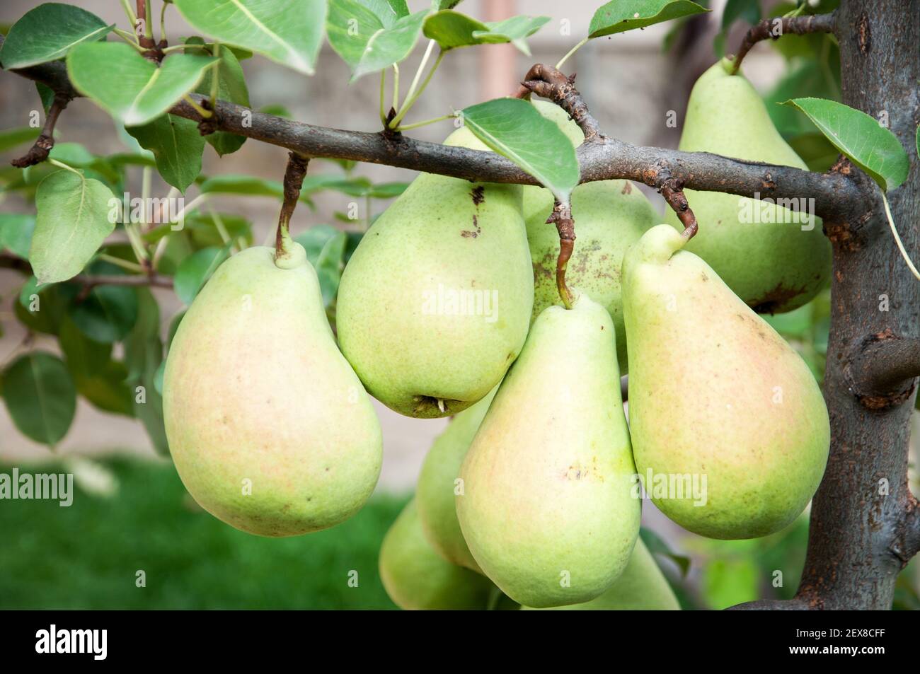 Part of a small pear tree with many, large and ripe fruits in the ...