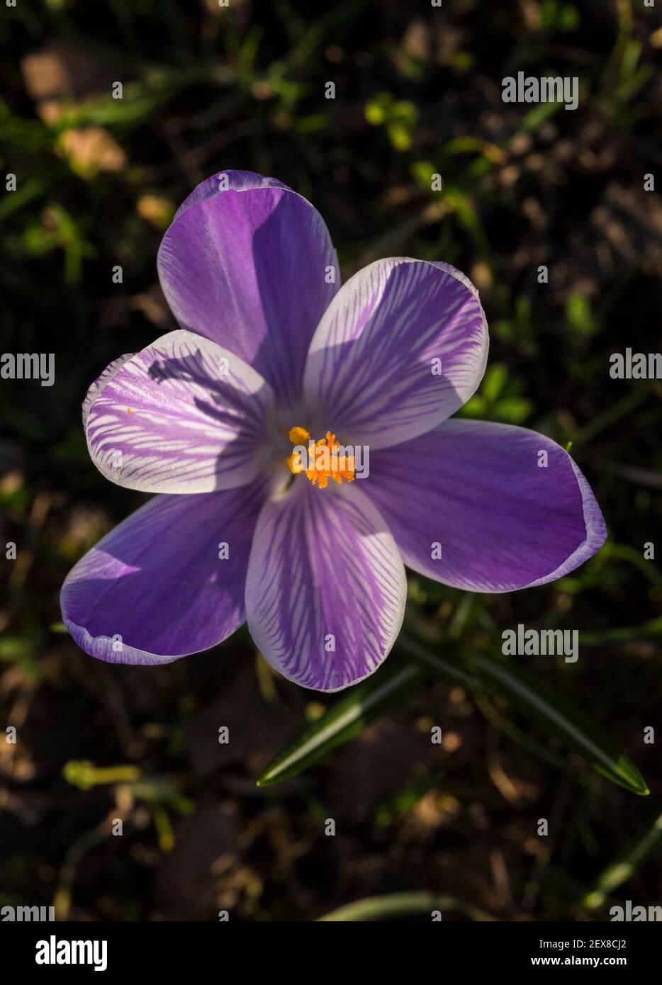 White striped crocuses hi-res stock photography and images - Alamy