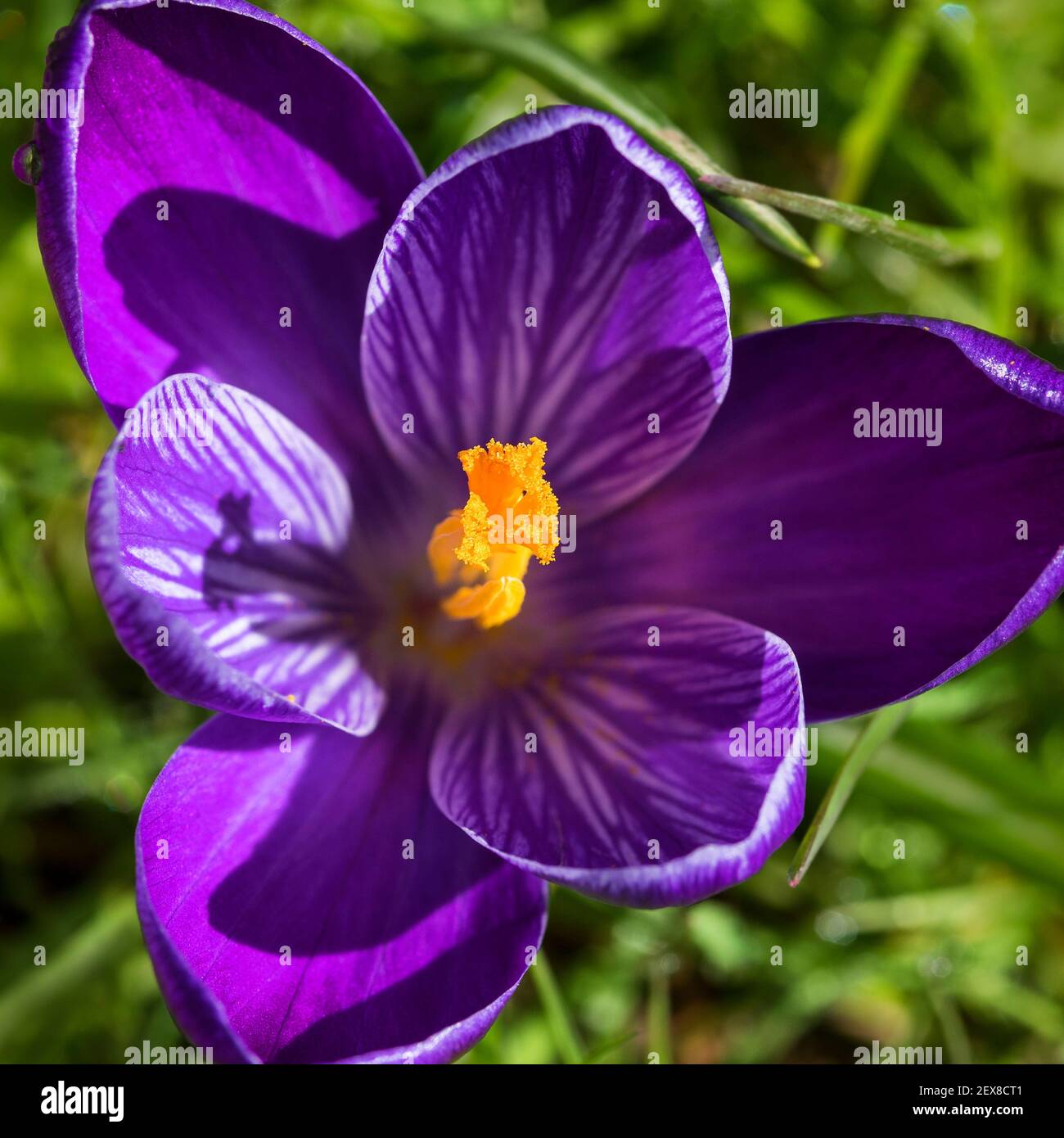 Purple stripe crocus hi-res stock photography and images - Alamy