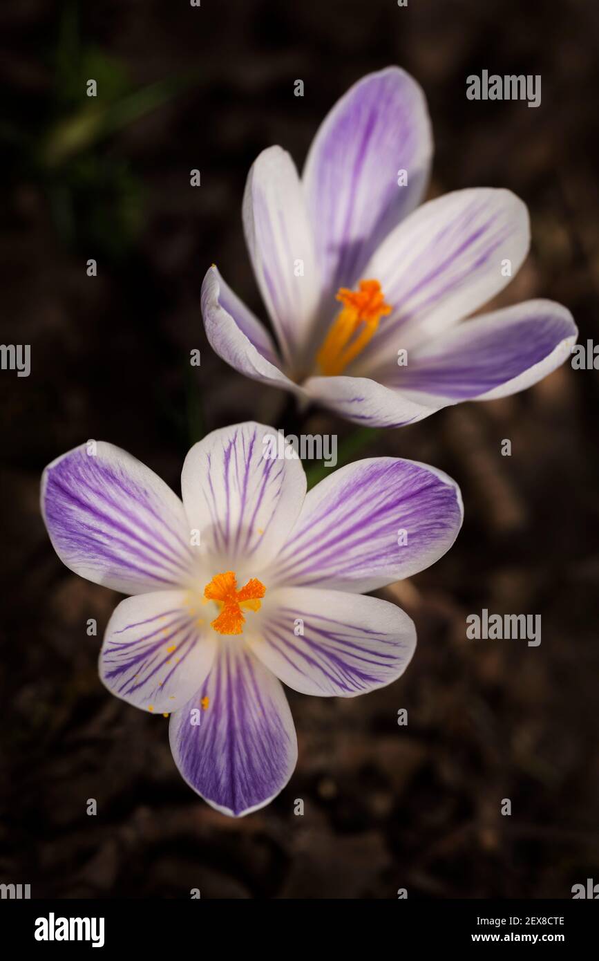 White crocuses with saffron yellow orange golden stamens hi-res stock photography and images - Alamy