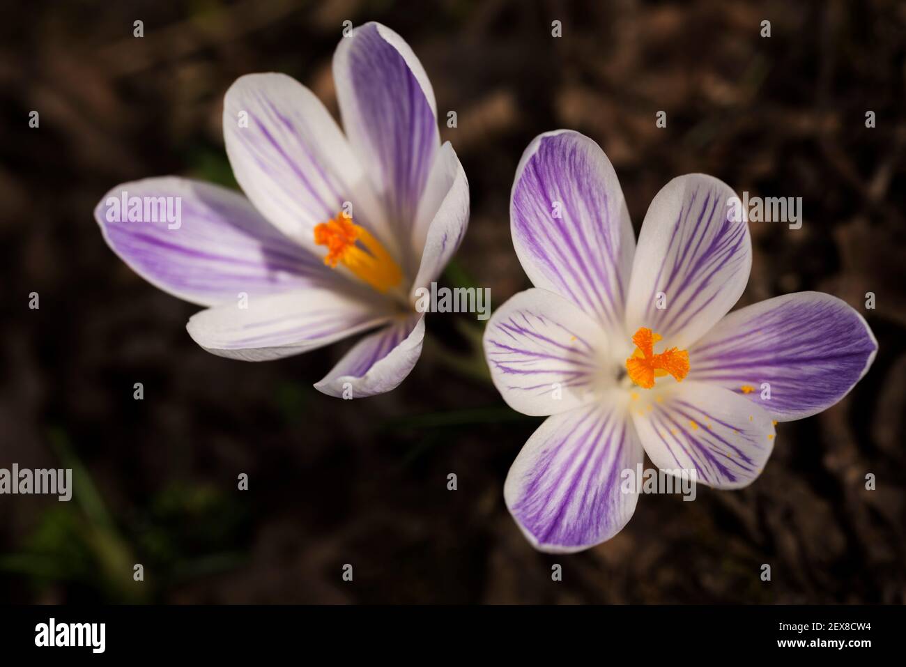 Close up of pale purple and white striped crocuses Stock Photo - Alamy