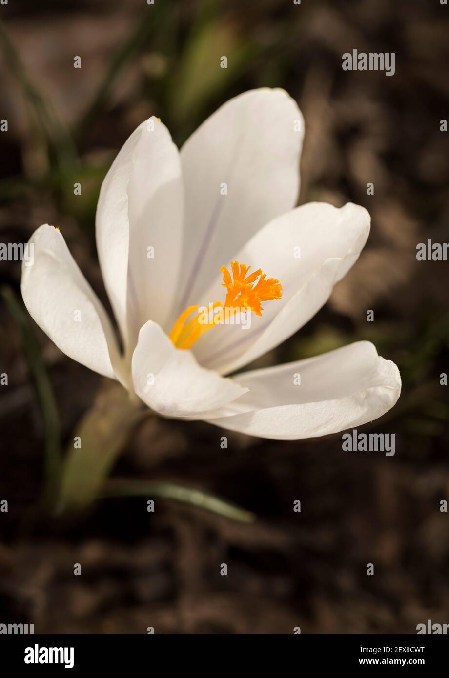 White crocuses with saffron yellow orange golden stamens hi-res stock ...