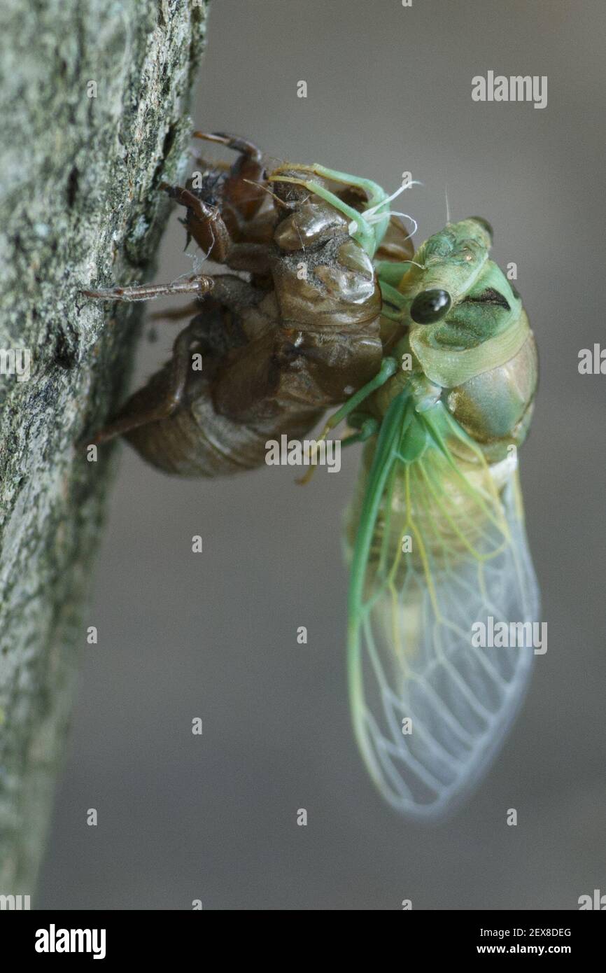 Aug. 05, 2015: A cicada clings to it's exuvia while on a Japanese maple ...