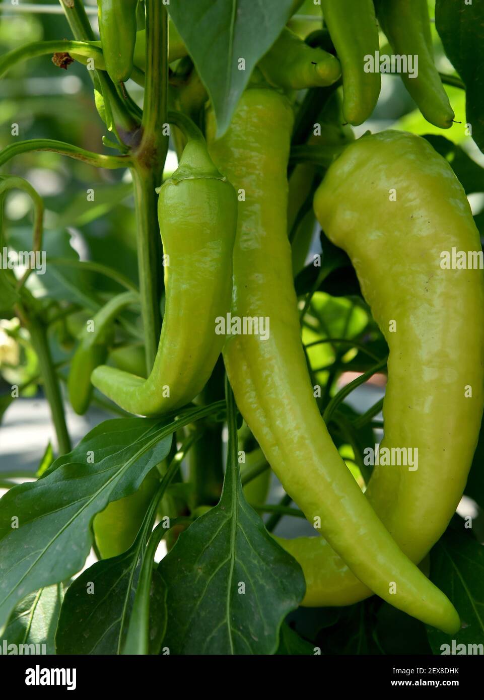 Banana peppers grow on Osage Farms in Dillard, Ga. The farm grows a ...