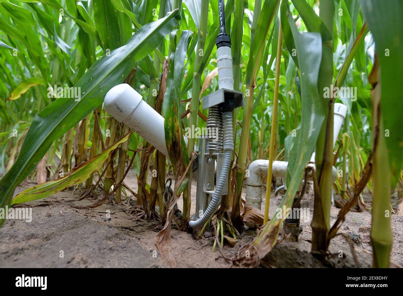 A moisture sensor placed in a corn field gathers and transmits soil ...
