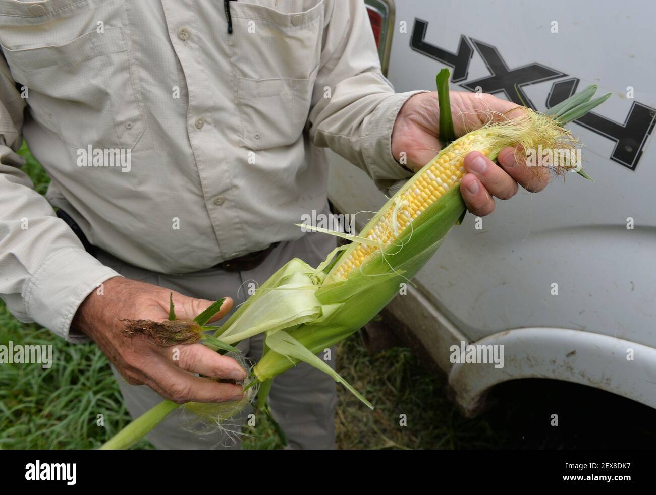 Sweetcorn from the farm of Glenn Cox. Corn has a very high demand for ...