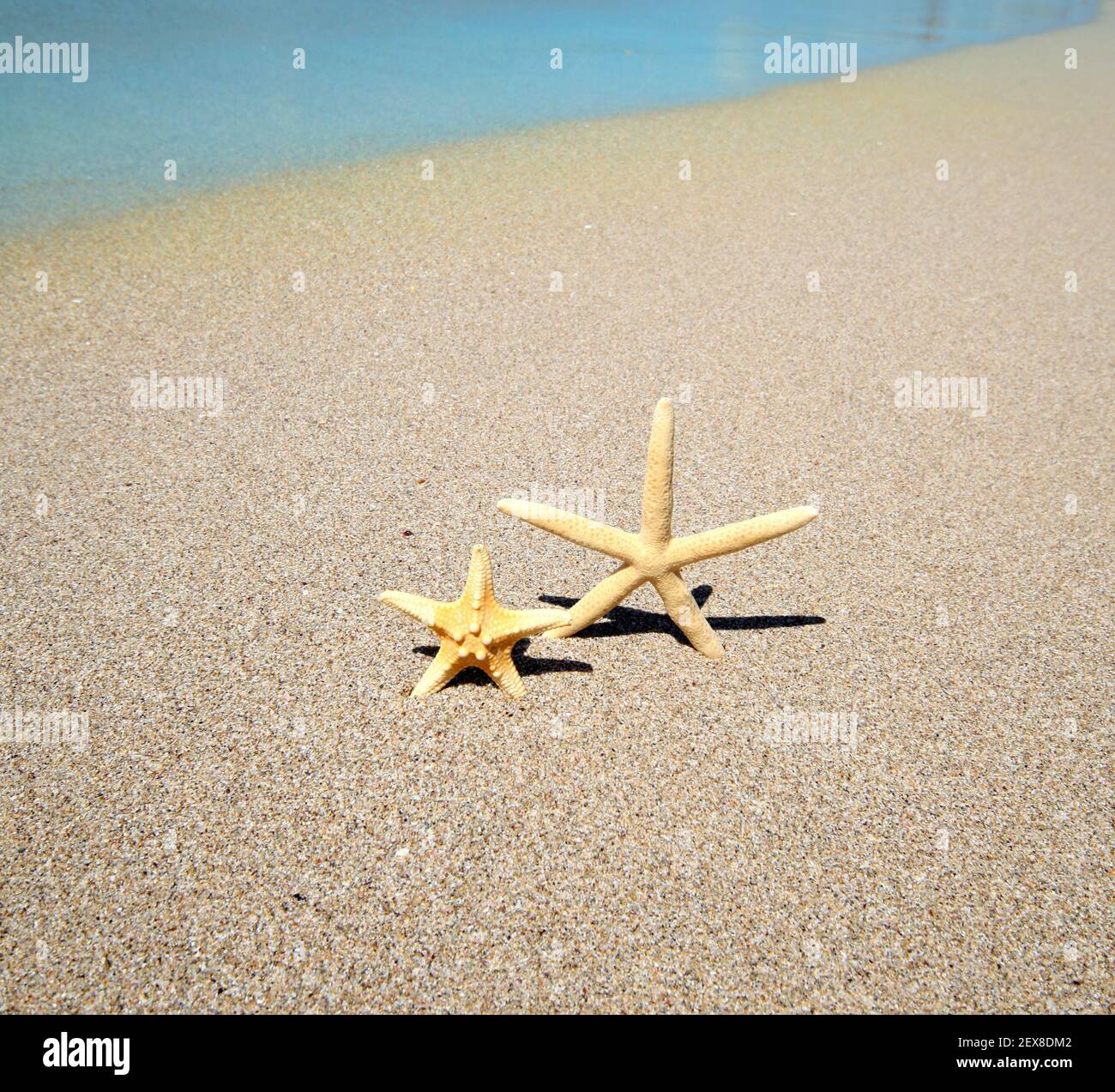 Two starfish on a beach Stock Photo - Alamy