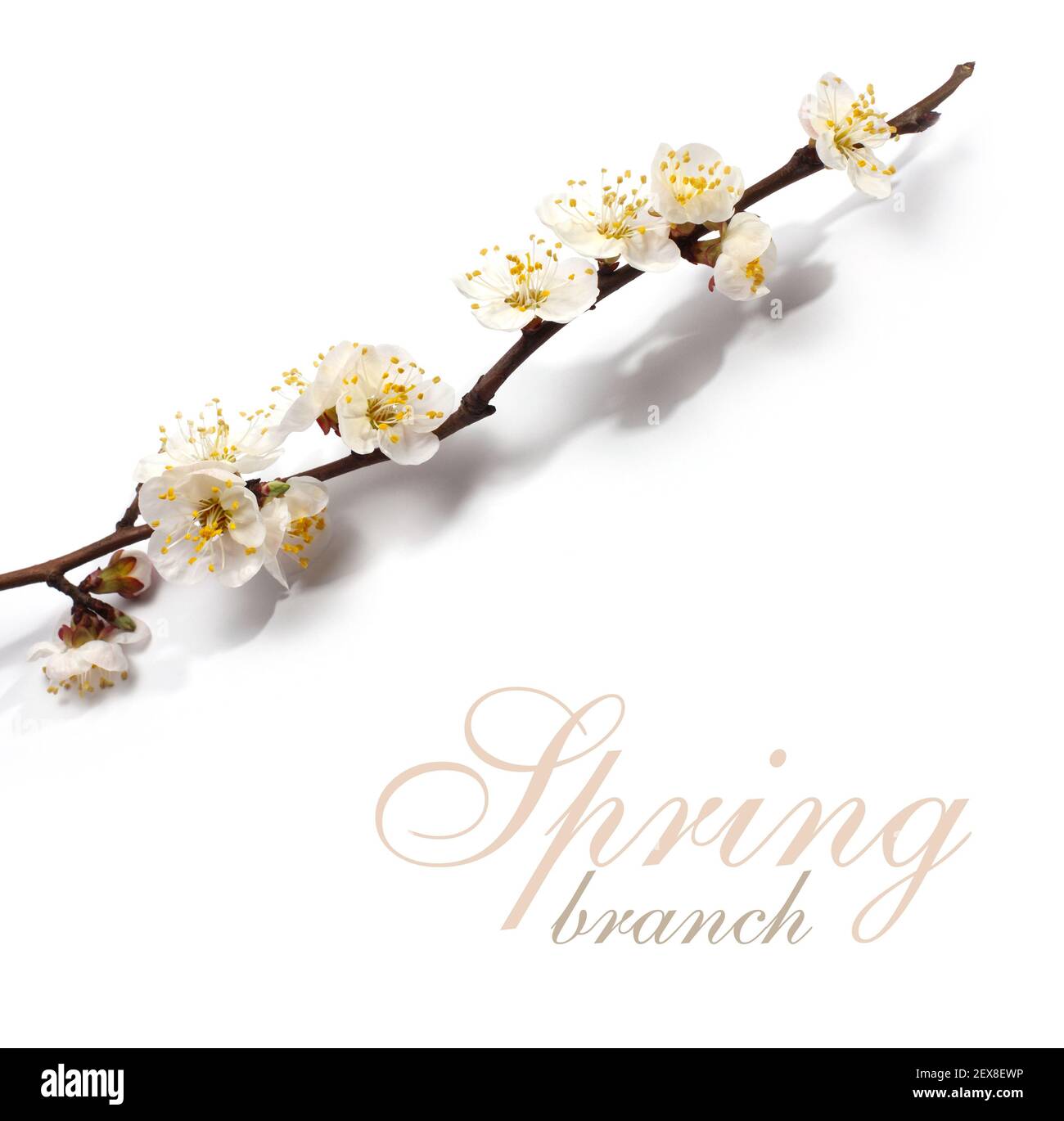 Sign of spring Cut Out Stock Images & Pictures - Alamy