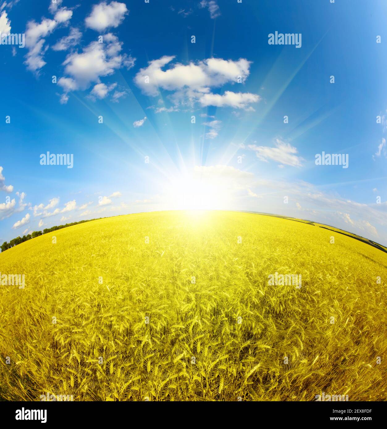 Nice field fresh yellow hi-res stock photography and images - Alamy