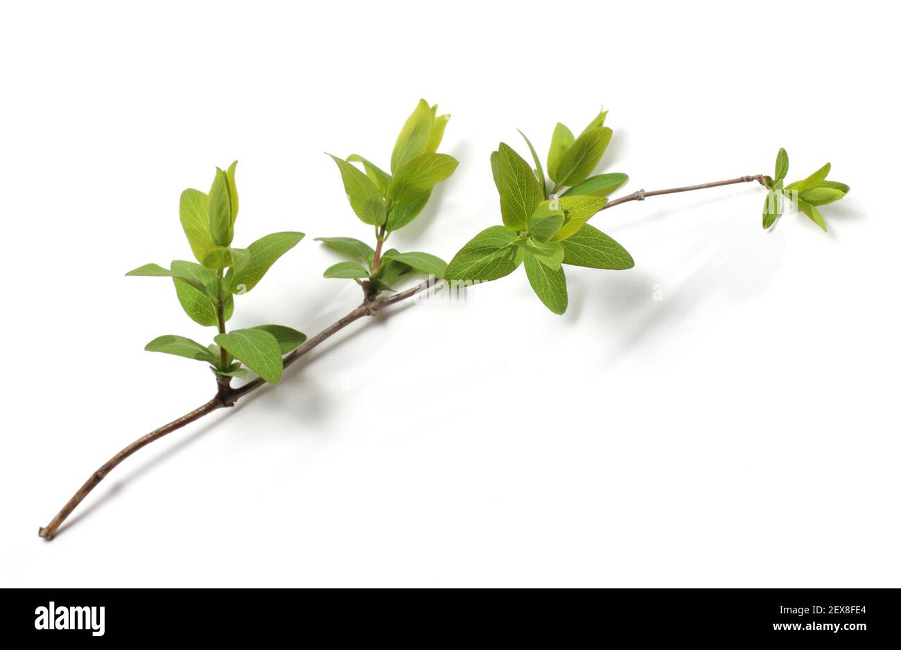 Sign of spring Cut Out Stock Images & Pictures - Alamy