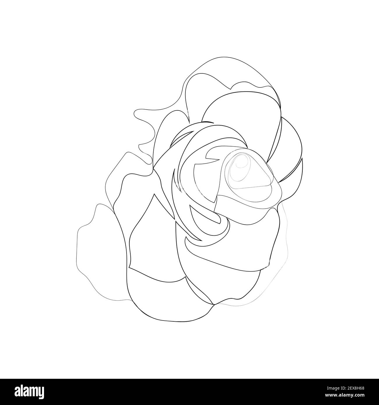 continuous line drawing of beautiful flower rose Stock Vector Image ...