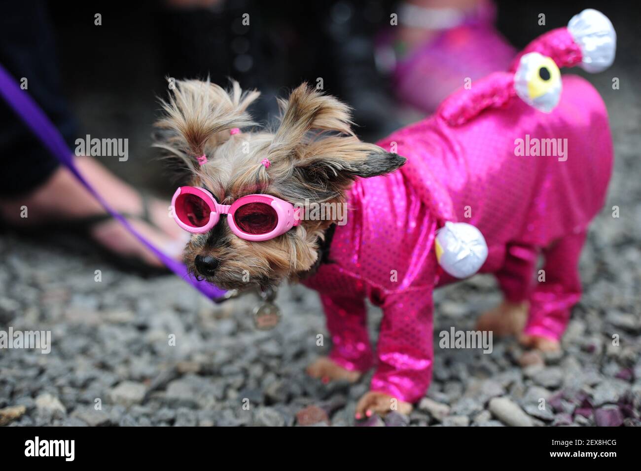 Bella, an intergalactic Yorkshire Terrier who took first place, sports ...