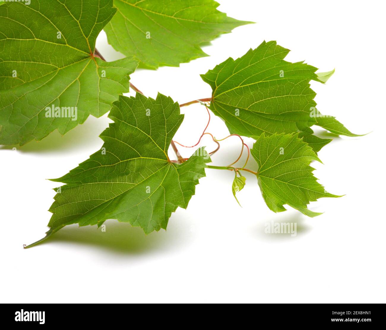 Leaf of grapes isolated on white Stock Photo - Alamy