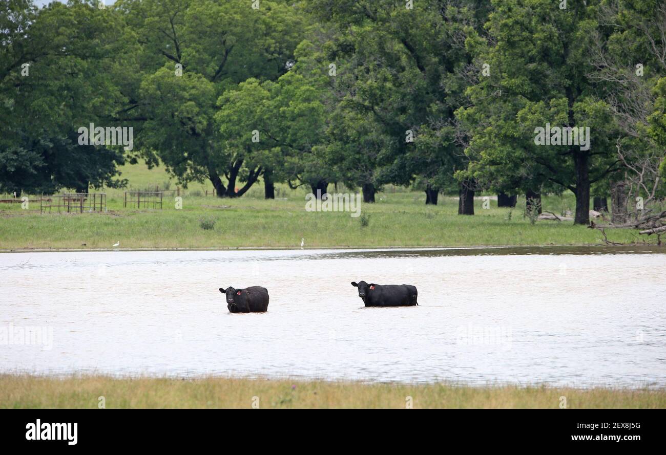 Cattle in a pasture adjacent to FM 730 as areas flood around Boyd ...