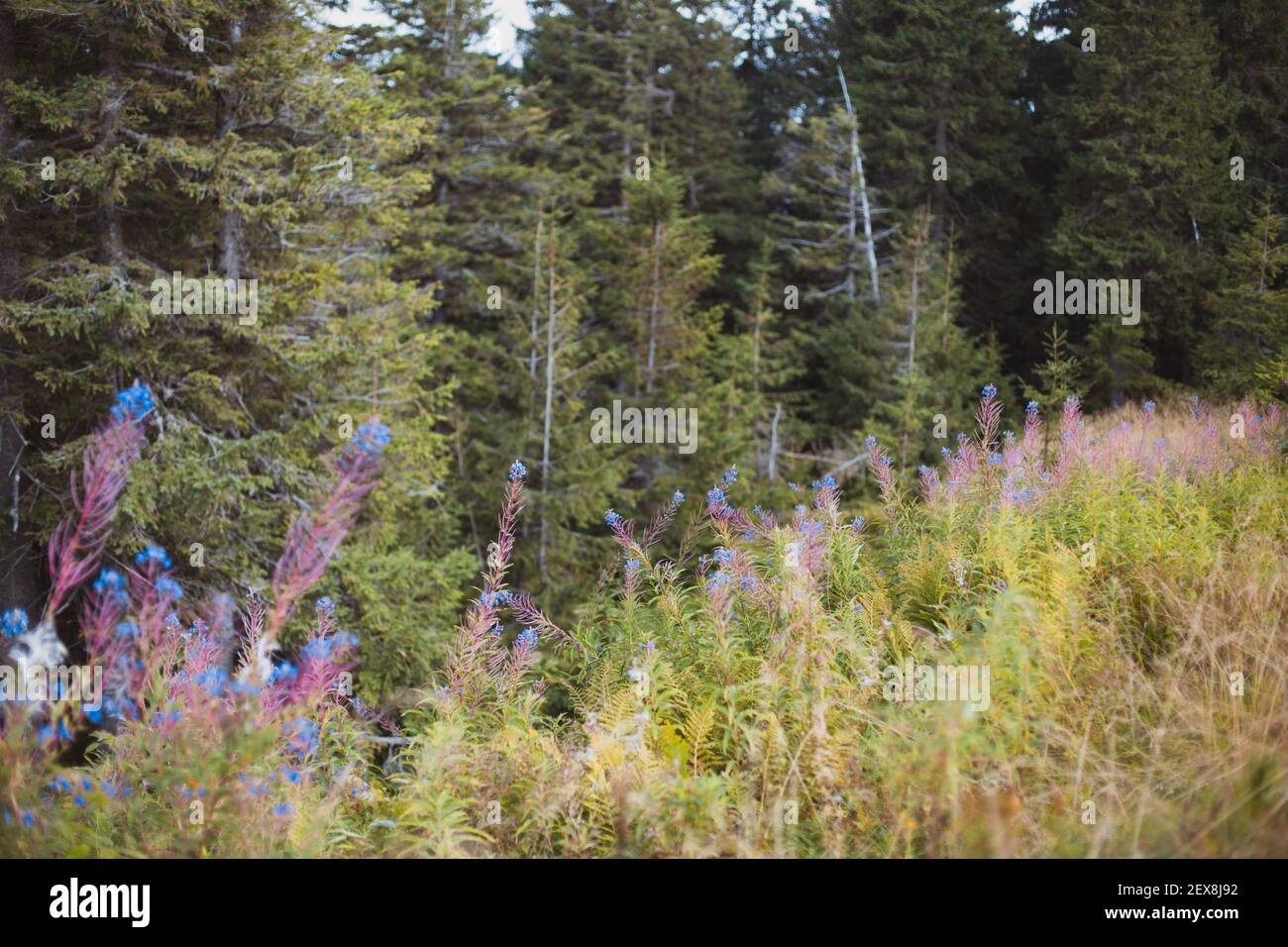 Narrow leaved fireweed hi-res stock photography and images - Alamy